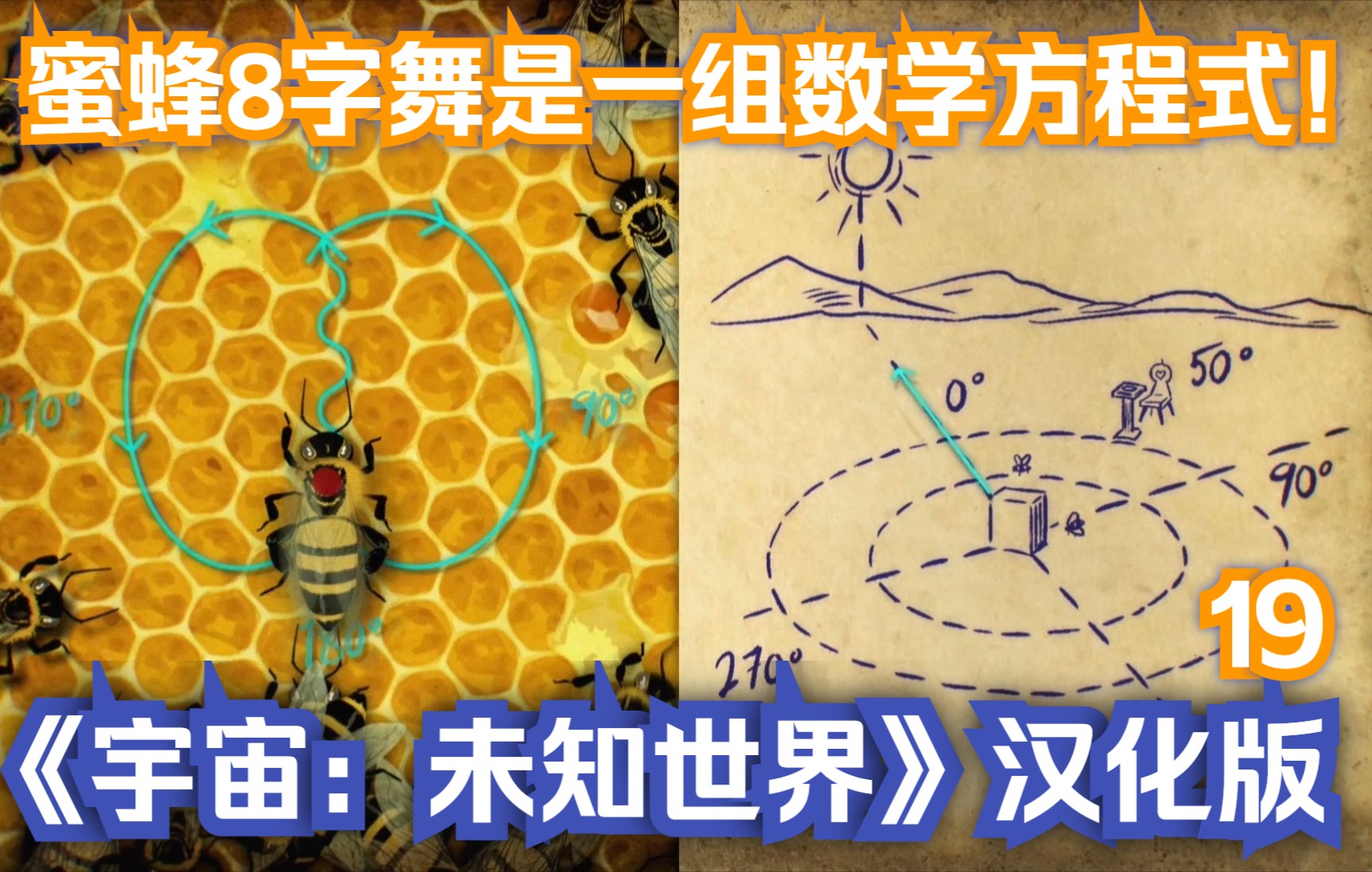 蜜蜂是真的懂得数学方程式的计算!《宇宙:未知世界》汉化版-19
