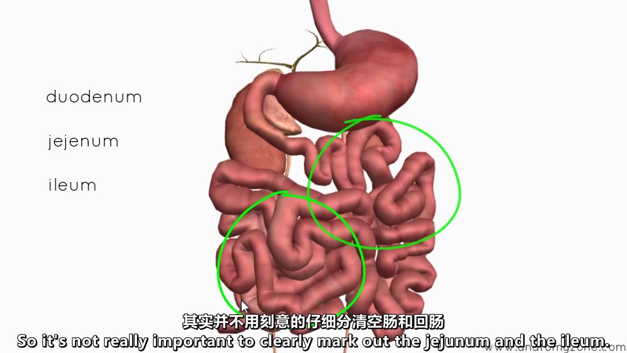 | 解剖 | 消化系统-小肠与大肠 | Digestive System Part 3 - Intestines |