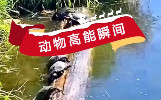 动物模仿人类行为的高能瞬间,你能猜出几个!