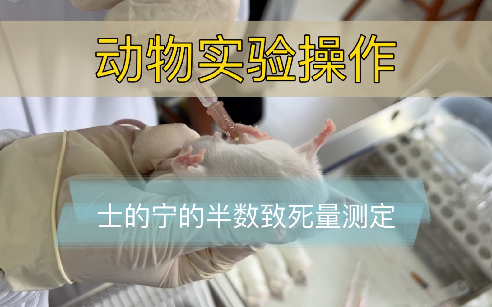 动物实验操作(士的宁的半数致死量测定)