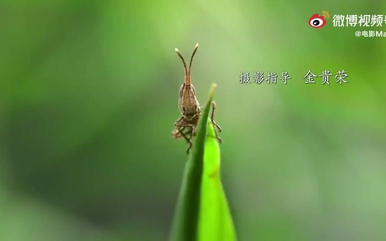 高分纪录片《影响世界的中国植物》