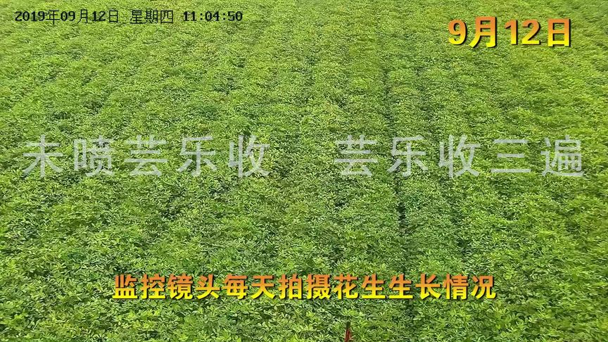 镜头下的花生全生长期,你还在怀疑什么?#农业种植