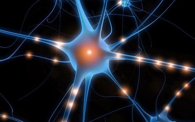 【IB-bio option A5】Neuron and its function