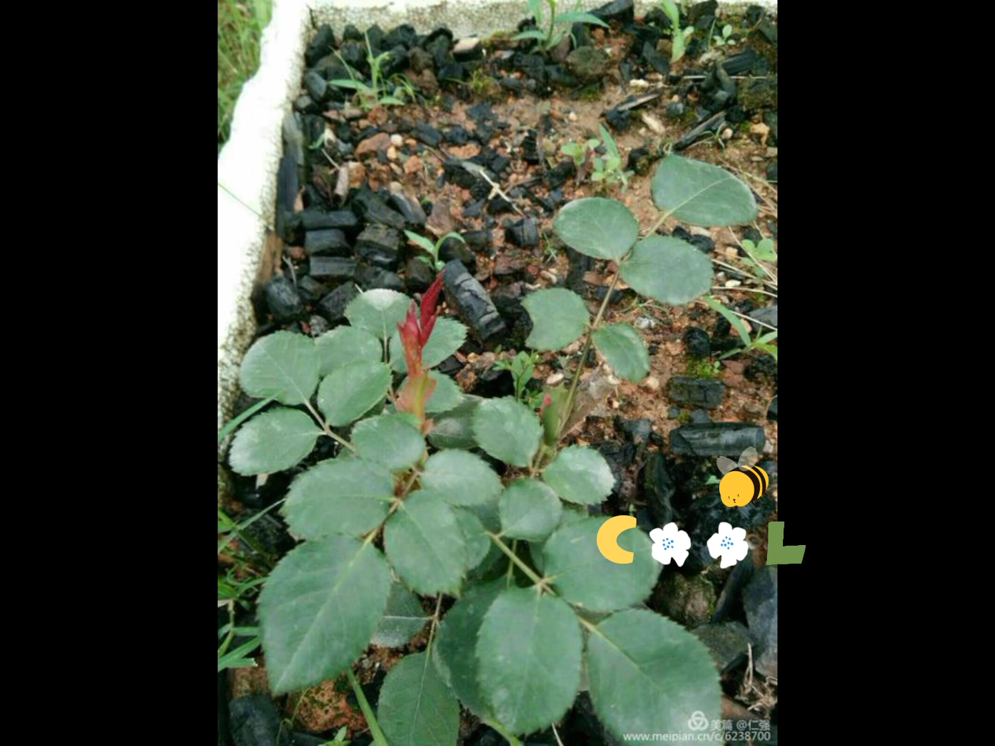 玫瑰花生长过程图解