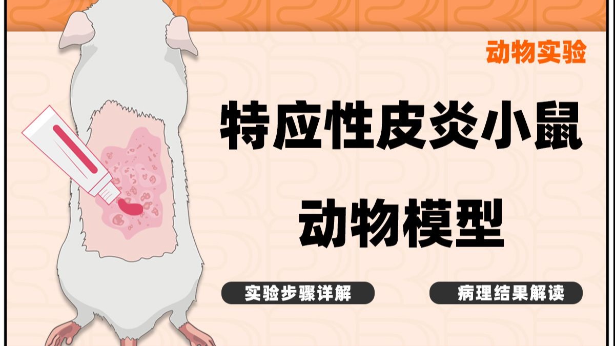 动物实验|特异性皮炎小鼠模型构建