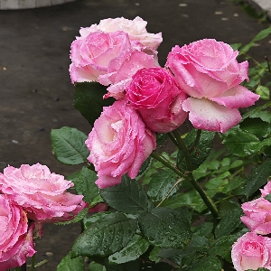 特级教师花姐 