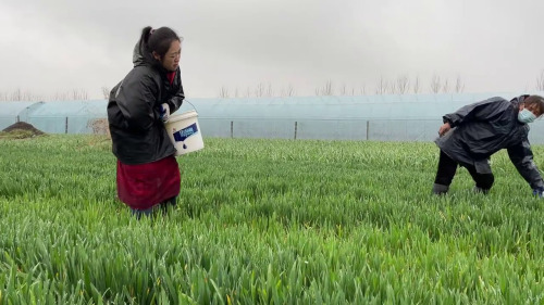 远嫁儿媳帮婆婆撒化肥,竟然撒错地了,婆婆的做法太让人意外