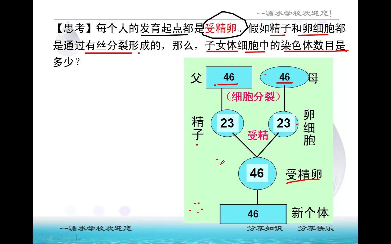 高中生物 必修2 第2章 第1.1节 精子的形成过程