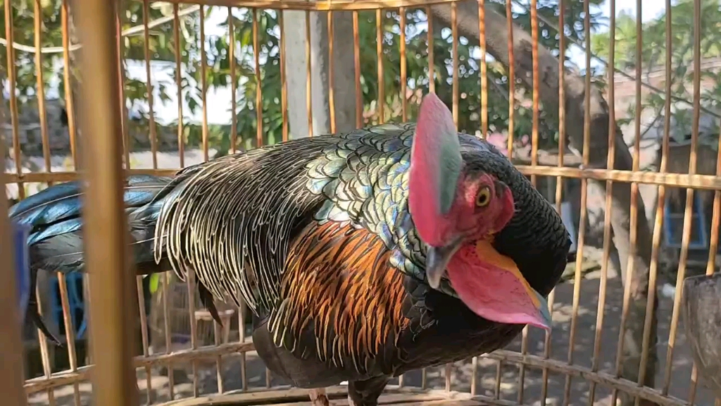 绿原鸡饲养