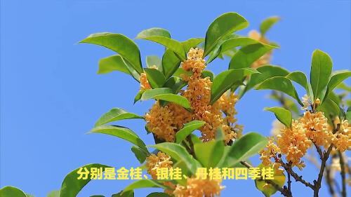 桂花知多少,休眠,花色,用途让你明明白白