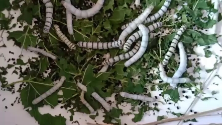 我养的蚕变成蚕蛹,蚕蛹又变成蚕蛾,蛾又拉子死去的过程,你看了有什么...