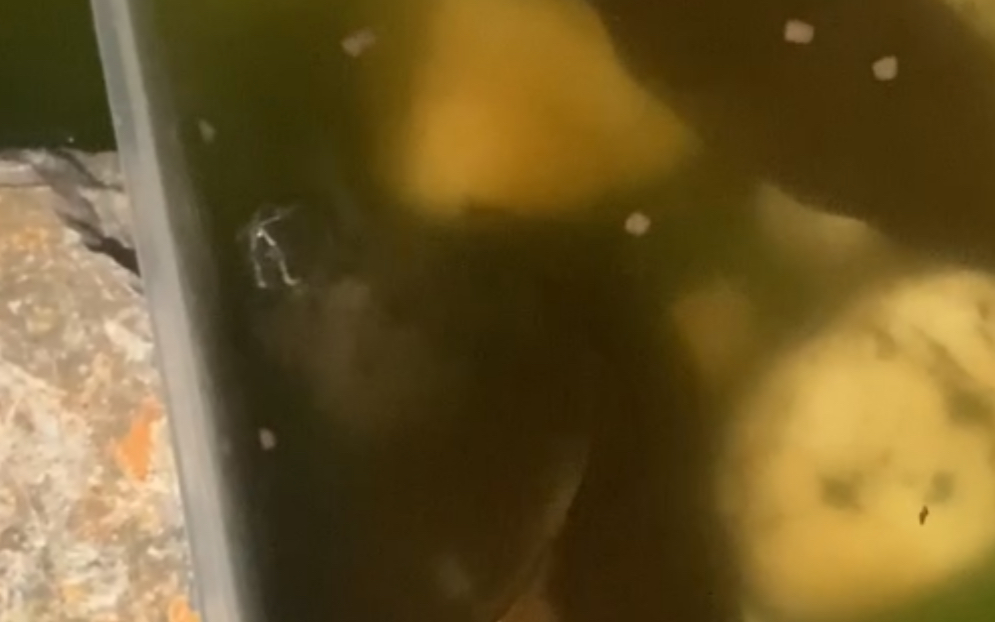 ...把食物放到它的头正上方才能咬到,咬的地方老是比食物的距离短一点