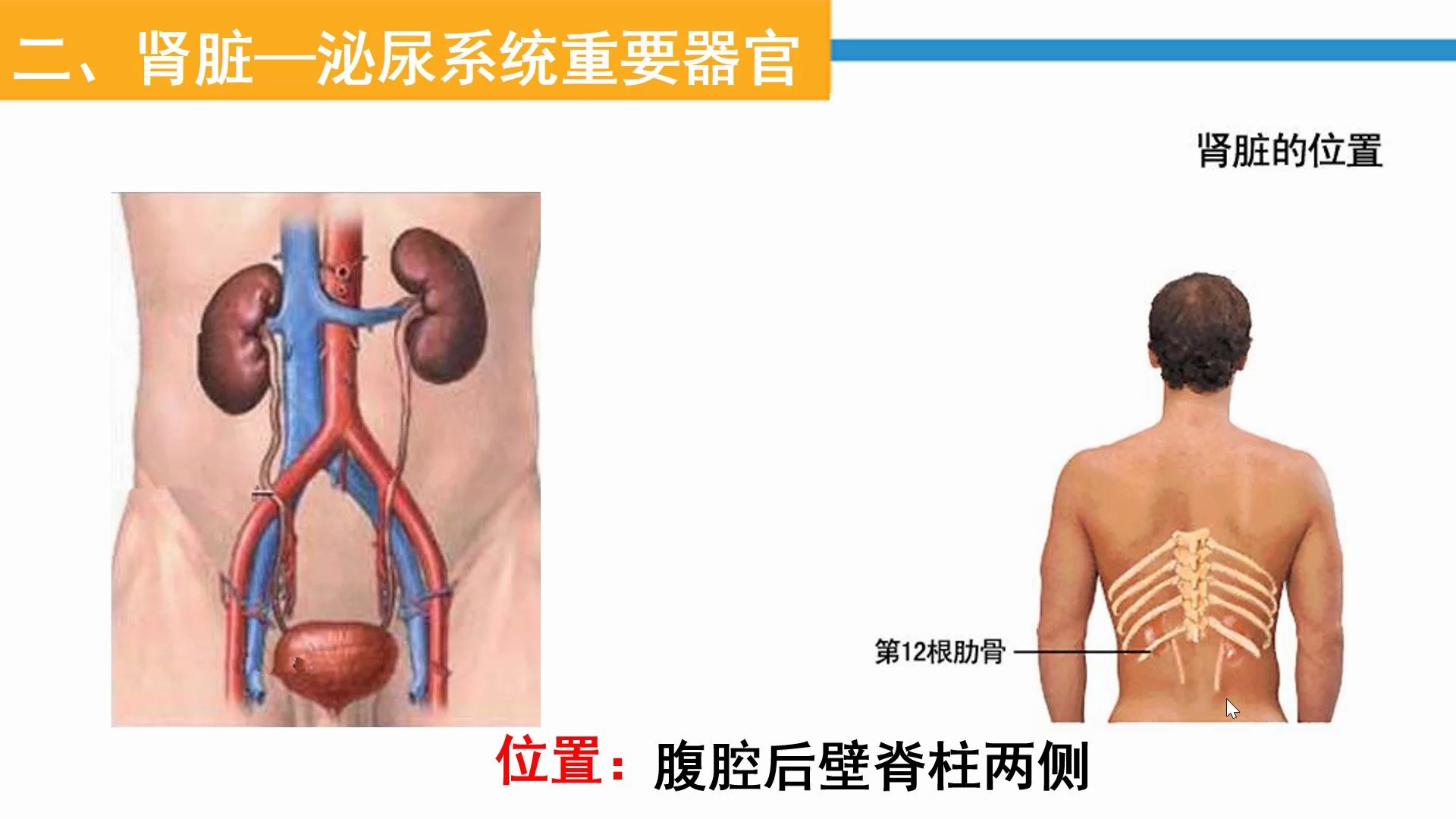 尿液的形成过程---微课