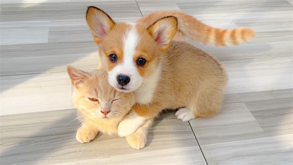猫和狗打架,猫咪只要正常发挥,就凭一只狗是打不赢的!