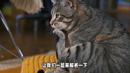 猫咪撒娇时那些背后的秘密究竟是什么?