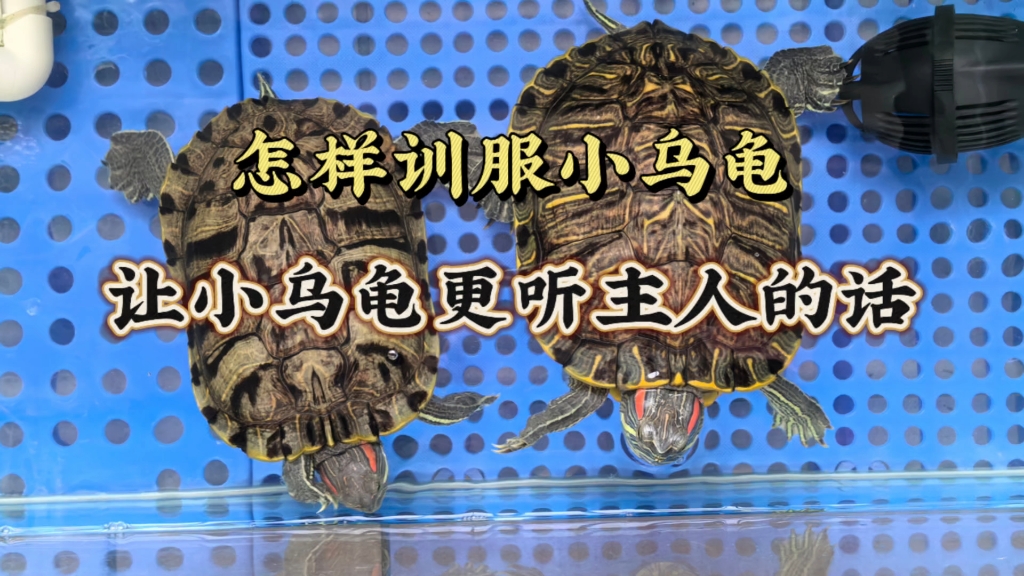 让胆小的乌龟不怕主人呢?如何让小乌龟更听主人的话?家养乌龟日常...