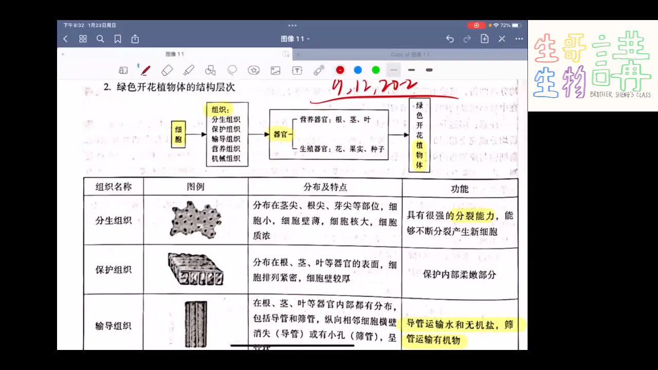 【生哥讲生物】中考知识补丁6 绿色开花植物的结构层次