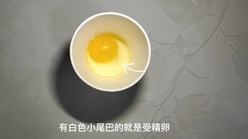 教大家识别鸡蛋是否是受精卵,快进来学一下吧,技多不压身。