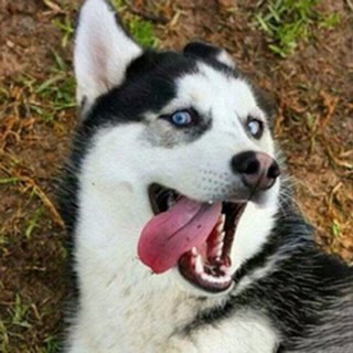 nani搞笑视频