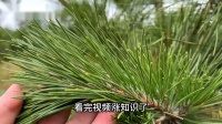 农村不起眼的松针,晒干磨成粉作用厉害了,看视频涨知识了
