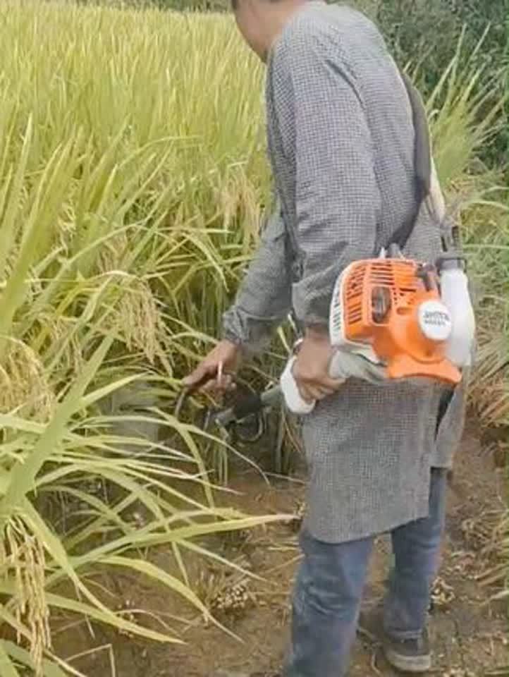 又到了稻谷成熟季,07 08后的回忆#我的乡村生活 #三农 #割稻谷的季节...