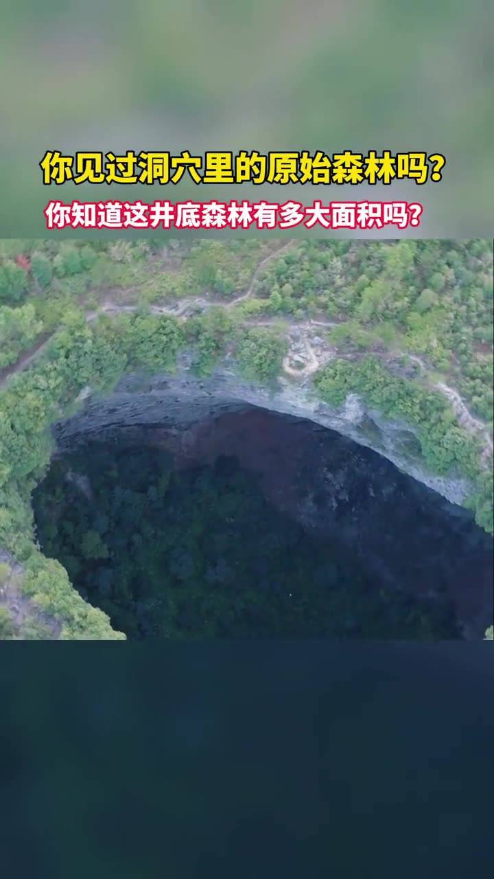 你见过洞穴里的原始森林吗?