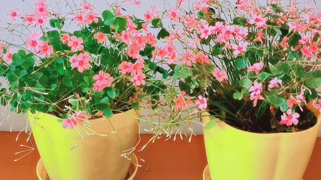 这两盆红花酢浆草,爆盆了,是不是很美!这花花期很长的,能开好几个月了!