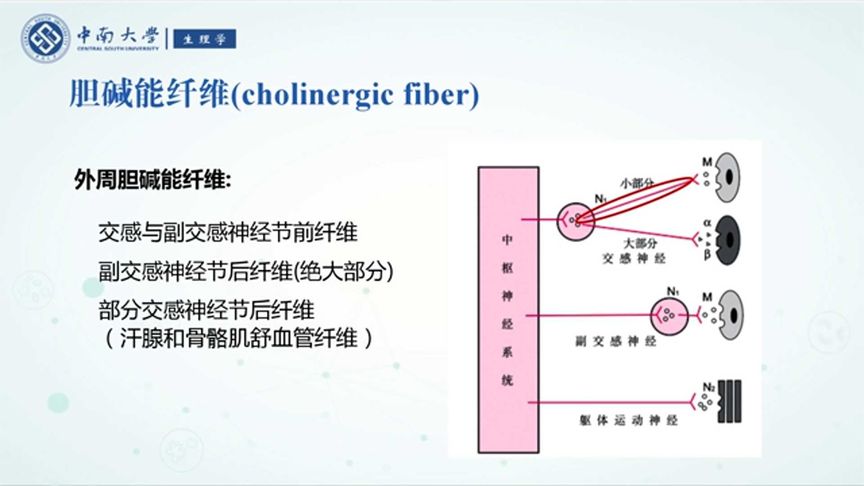生理学:10.4神经系统(一)—主要的递质和受体系统