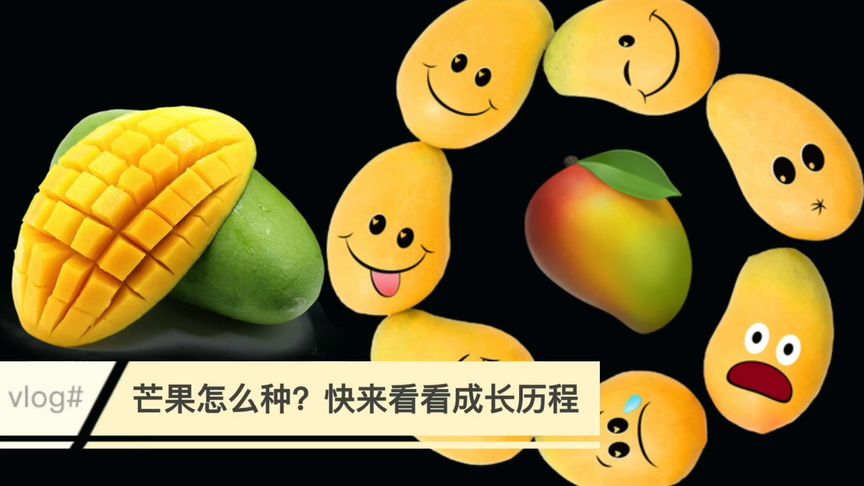 芒果怎么种?快来看看成长历程吧!
