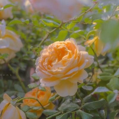 隐诗翠 