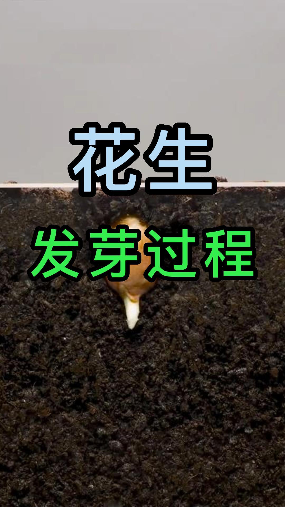 花生种子发芽到结果90天生长过程
