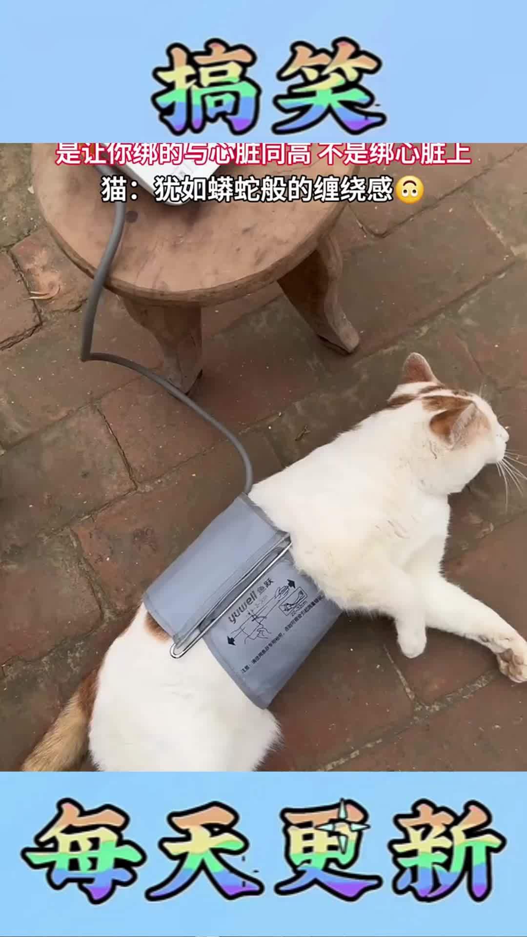 血压仪给猫咪量血压,这能行吗?