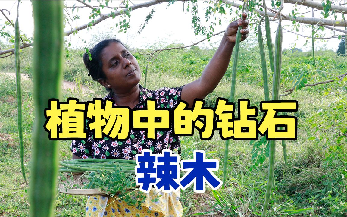 植物中的钻石--辣木。