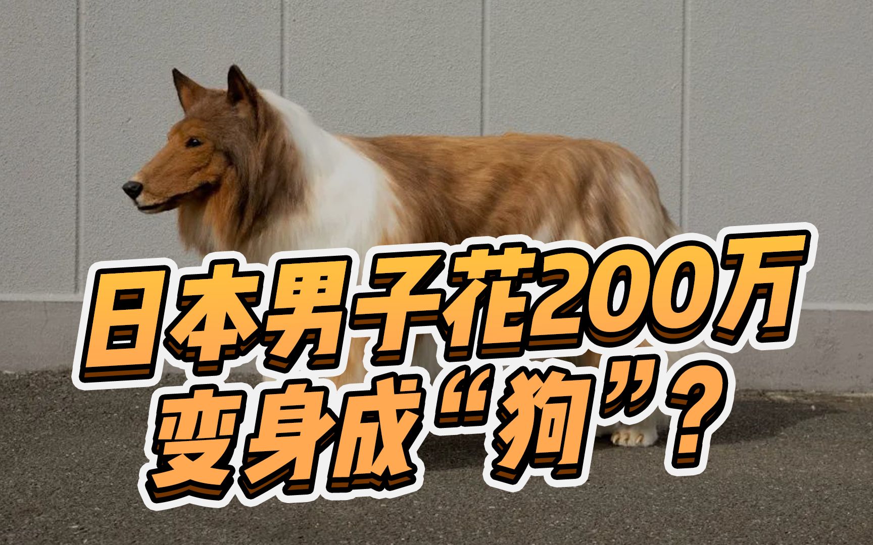真·不做人了!日本男子花200万变成“狗”?还挺像的.