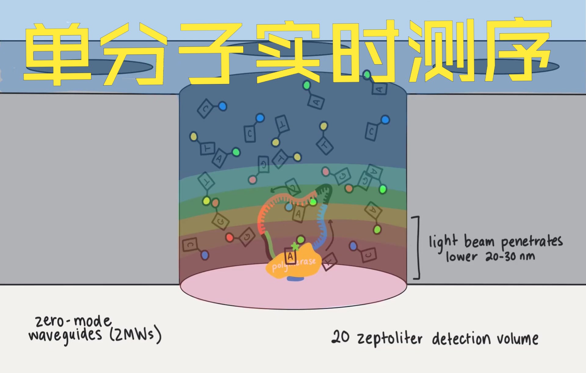 【中英动画】第三代测序之单分子实时测序 (Single-Molecule Real-...