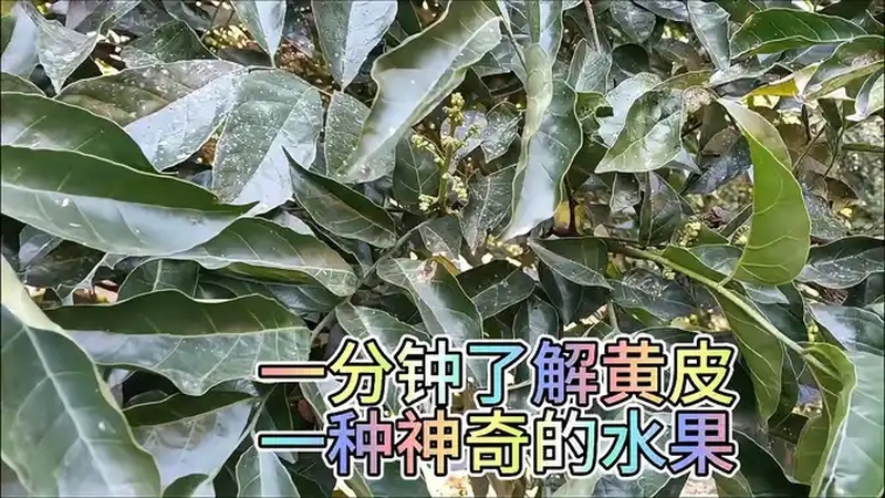 一分钟了解黄皮,一种神奇的水果