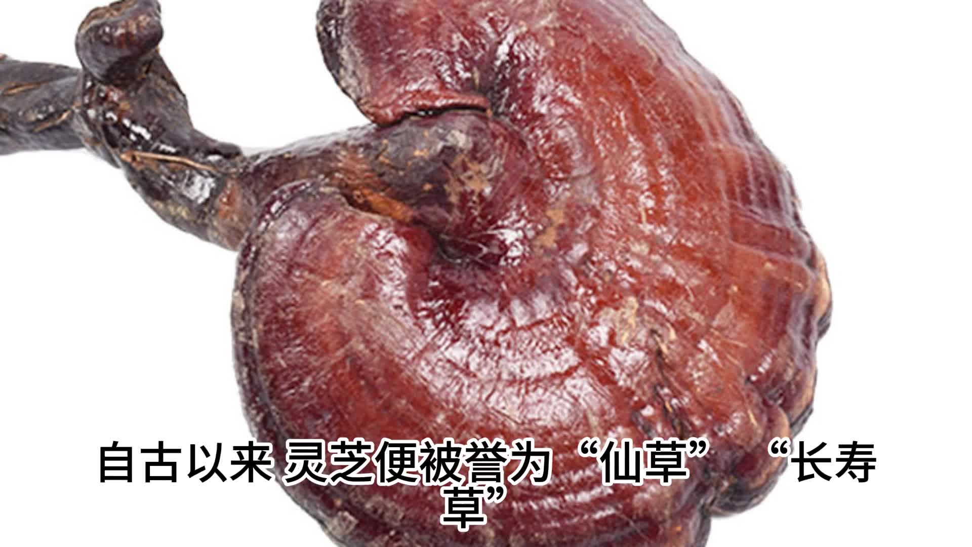 灵芝的功效与作用,灵芝对人体的益处