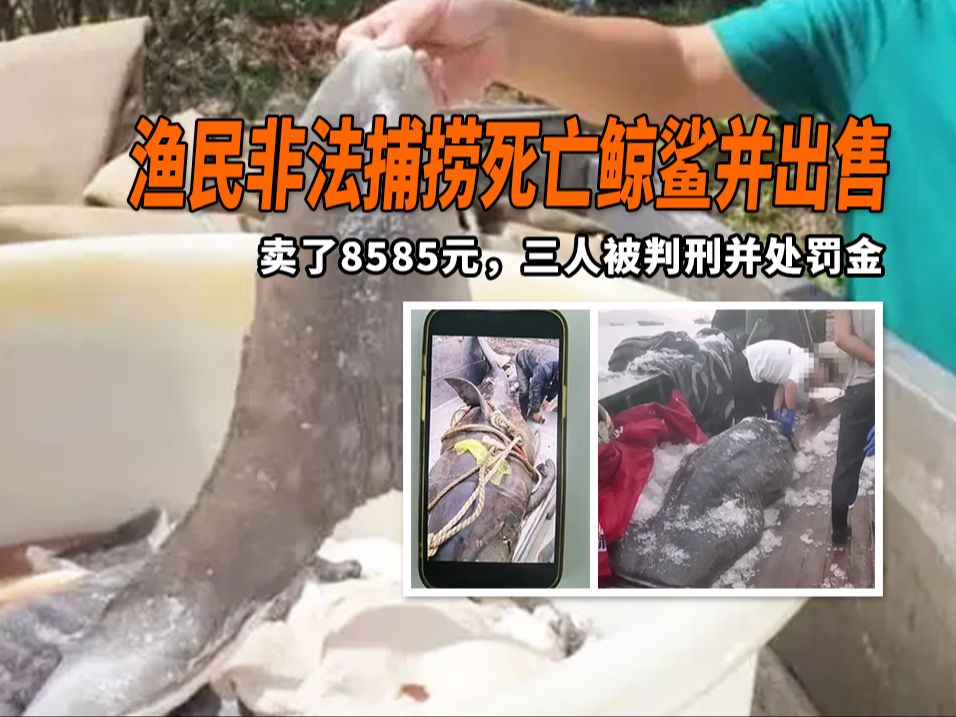 渔民非法捕捞死亡鲸鲨并出售,卖了8585元,三人被判刑并处罚金