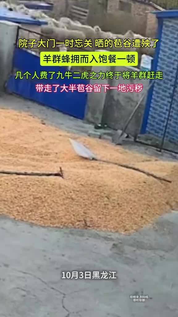 院子大门一时忘关 羊群蜂拥而入饱餐一顿,晒的苞谷被吃掉大半