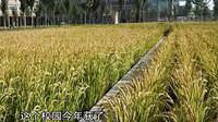 房地产景观规划设计05