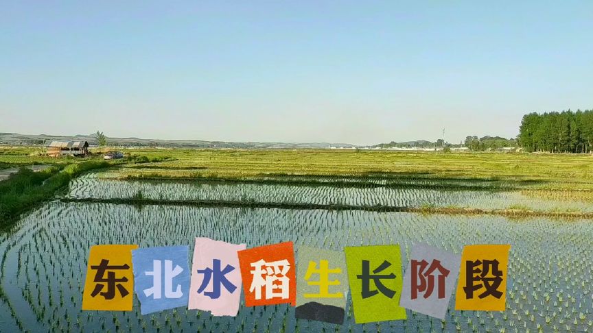 记录东北水稻的生长过程,插秧后就进入了最关键的缓苗期
