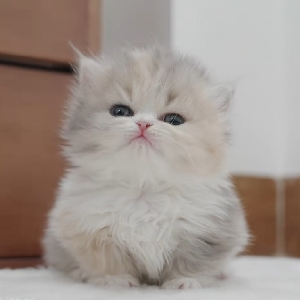 化学性质很稳定 