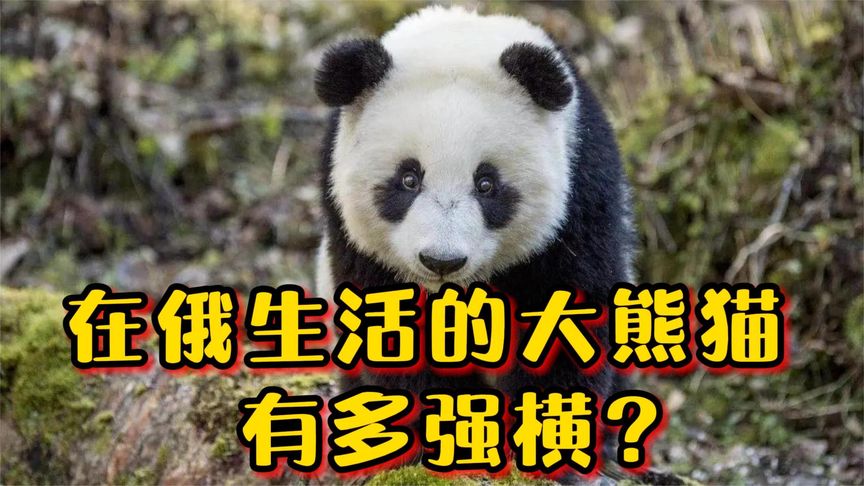 逐渐俄罗斯化的大熊猫,有多强横?