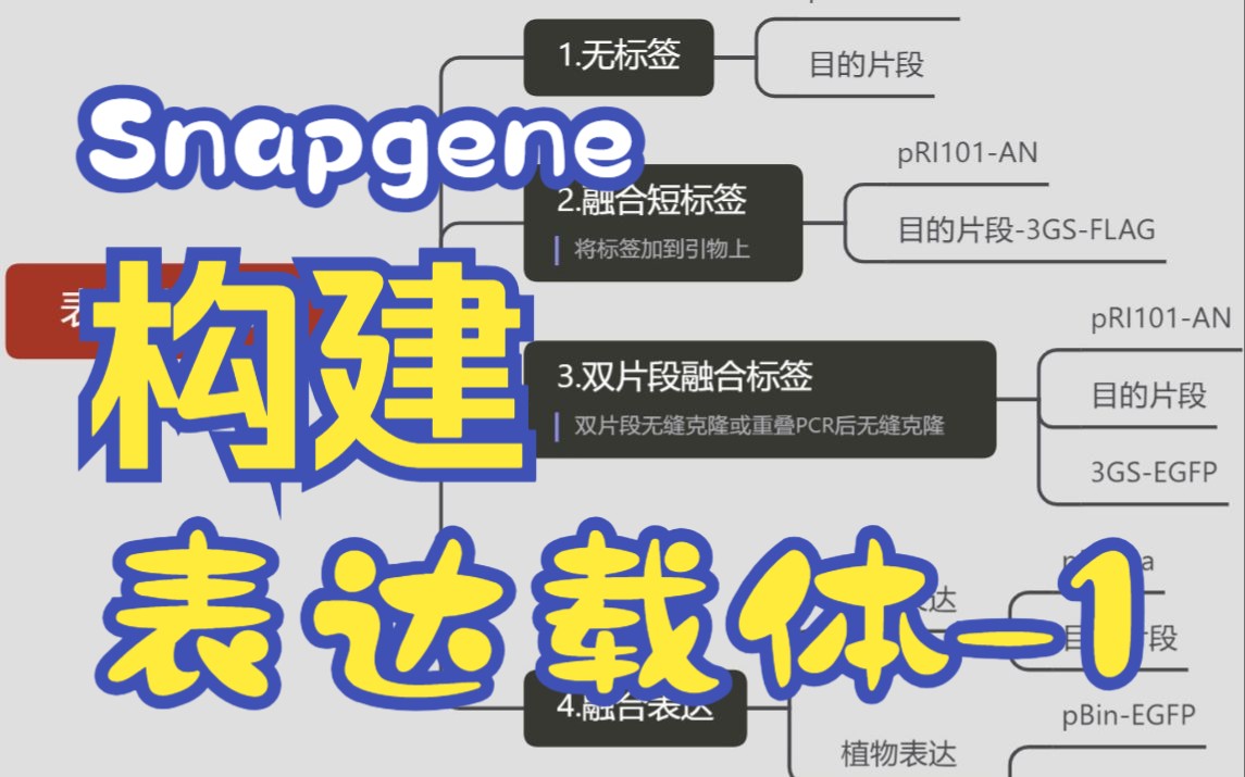 #Snapgene载体构建-1#简单的无融合标签表达载体构建