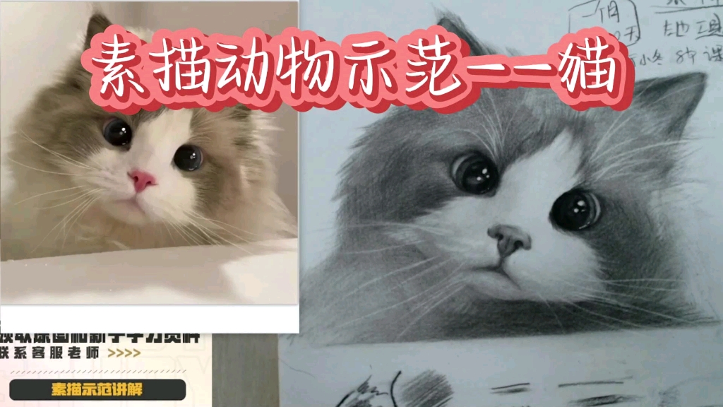 【素描动物】素描动物--猫,绘画过程记录。