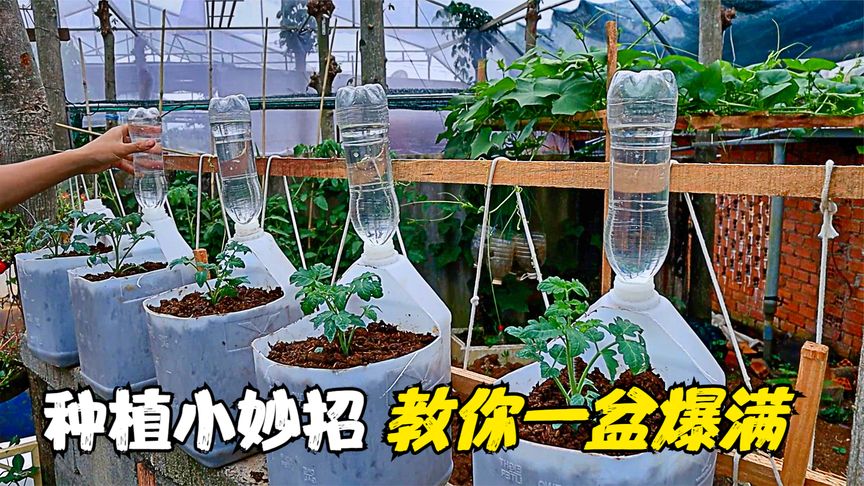 阳台种植有妙招,用这方法种小番茄,一盆爆满