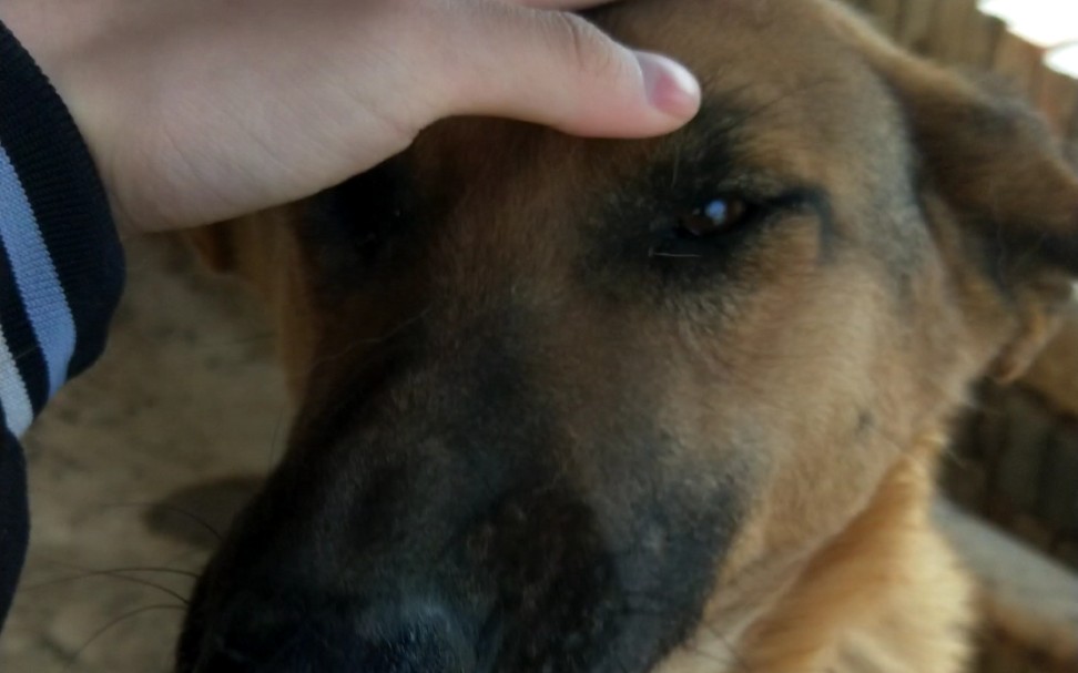 撸一哈邻居家的狗