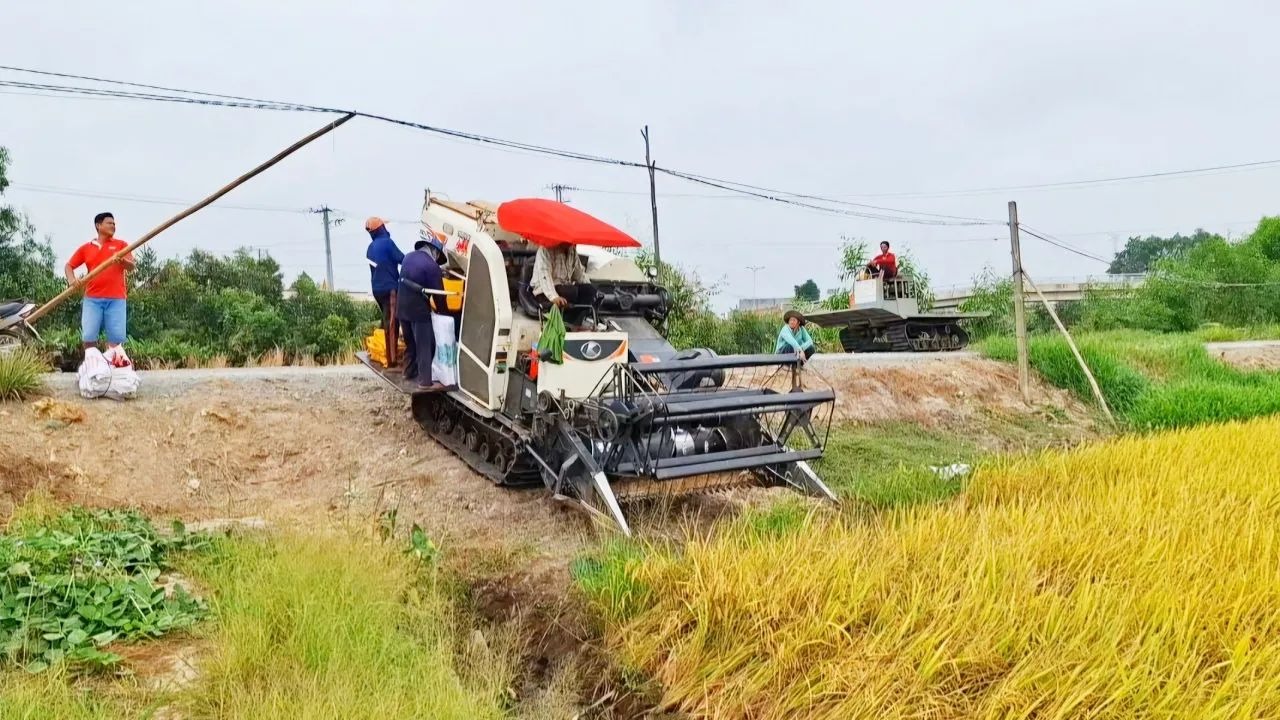 科技改变生活!水稻收割机收获水稻过程!