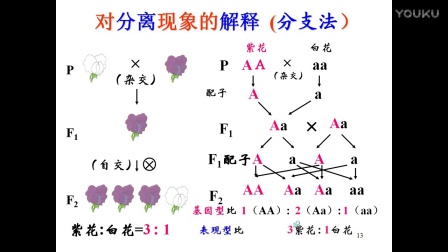 基因的分离定律第1课时