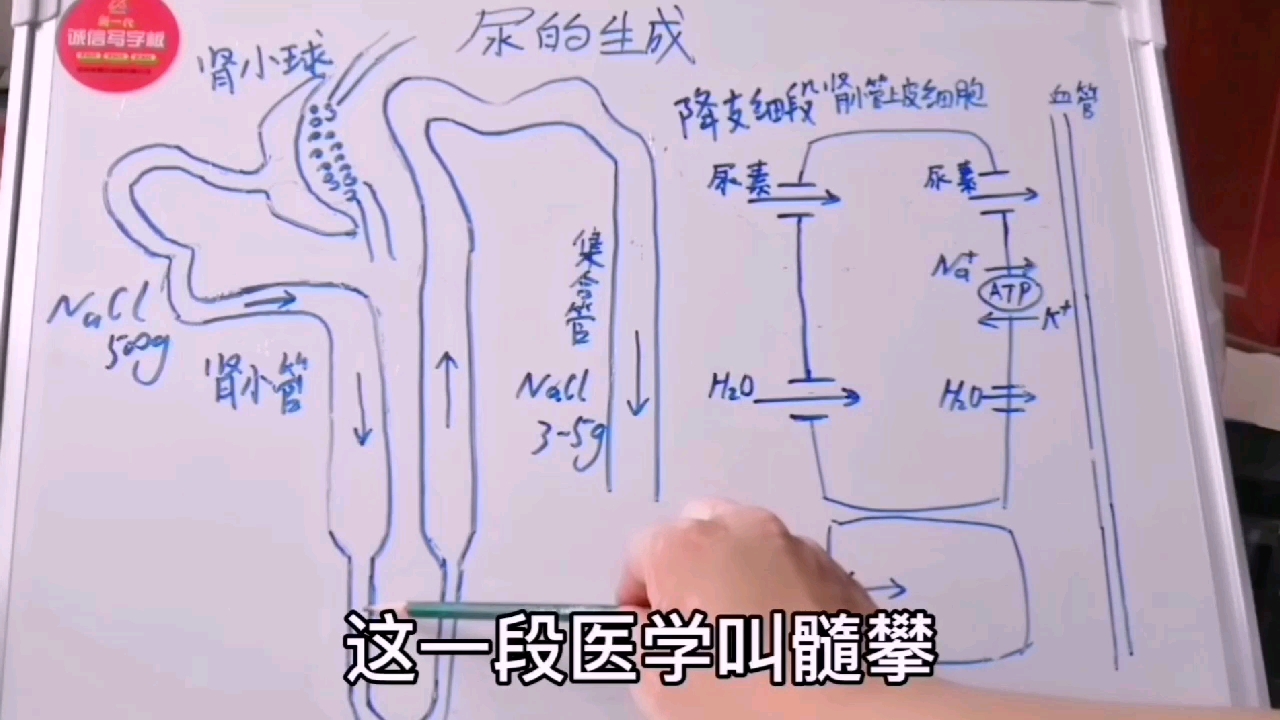 生理,肾小管髓攀如何重吸收氯化钠和水的?